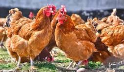 Classes And Uses Of Farm Animals