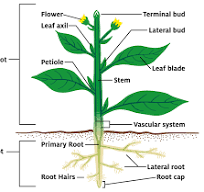 Parts & Functions of Plant Parts